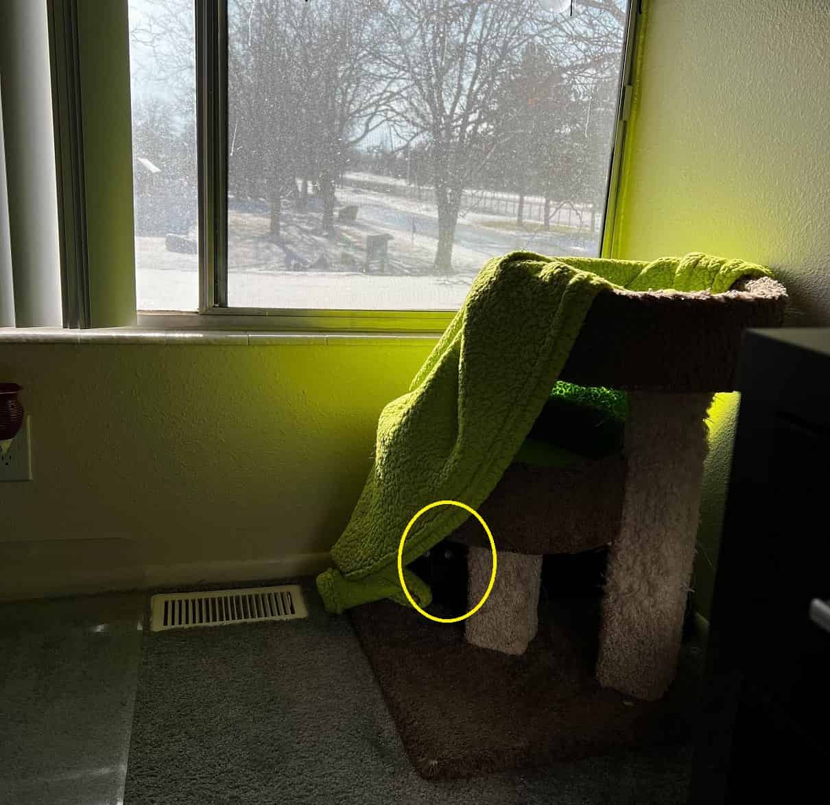 Optical Illusion: Only 5% of the people are able to spot the cat in the ...