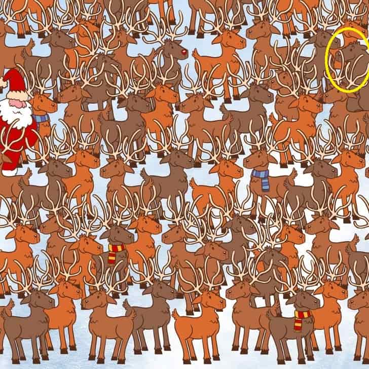 Optical Illusion Challenge: Can you find a bear among the deer in 6 ...