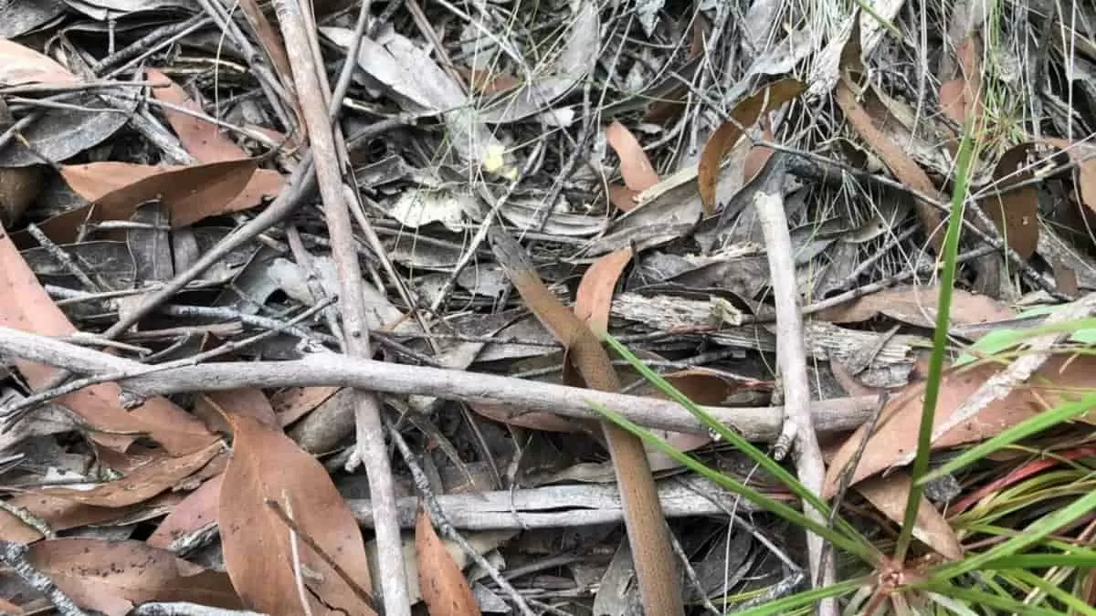 Optical Illusion: There is a lizard in the forest picture. Only ... Optical Illusion: There is a lizard in the forest picture. Only ...