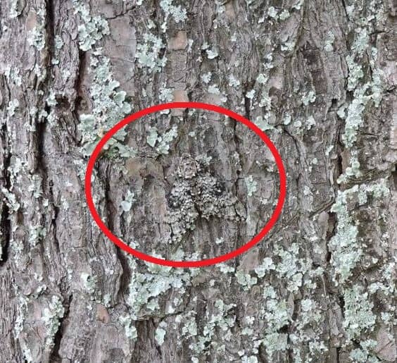 Seek and Find: Can you find a moth in the picture within 5 seconds?