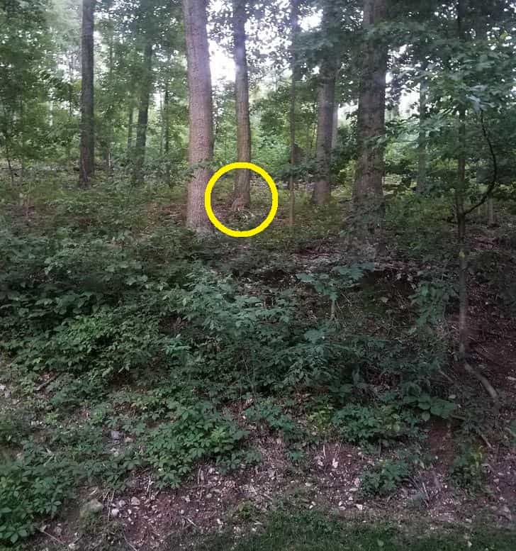 Optical Illusion IQ Test: Only a genius can find the fox in the forest ...