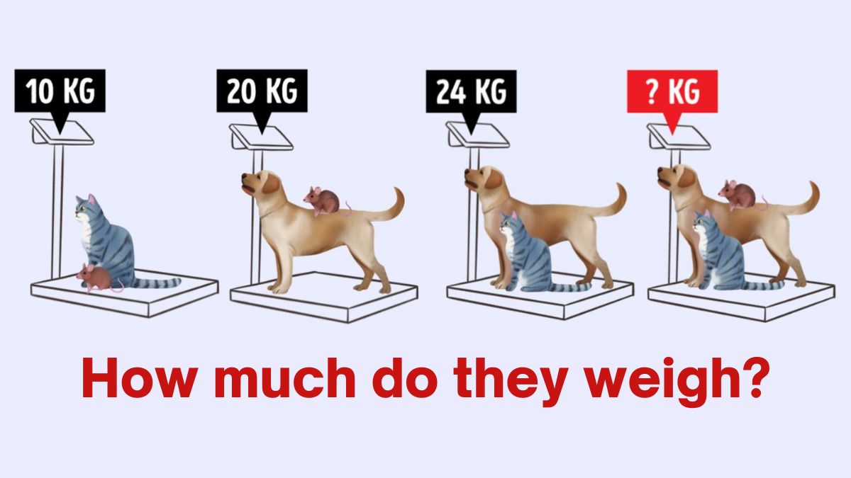 Brain Teaser To Test Your IQ Can You Find The Weight Of Cat Dog And Brain Teaser To Test Your IQ Can You Find The Weight Of Cat Dog And
