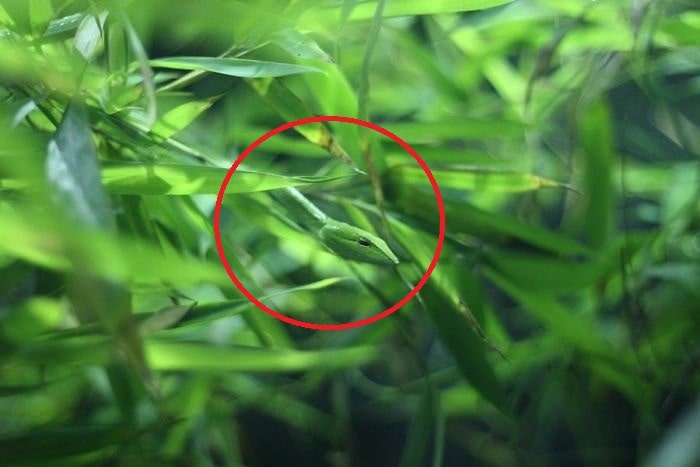 Optical Illusion Test: Can you find the hidden snake in 5 seconds?