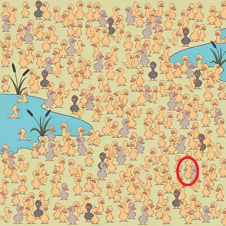 Optical Illusion: Only 5% of people can find a chick among the ducks in ...