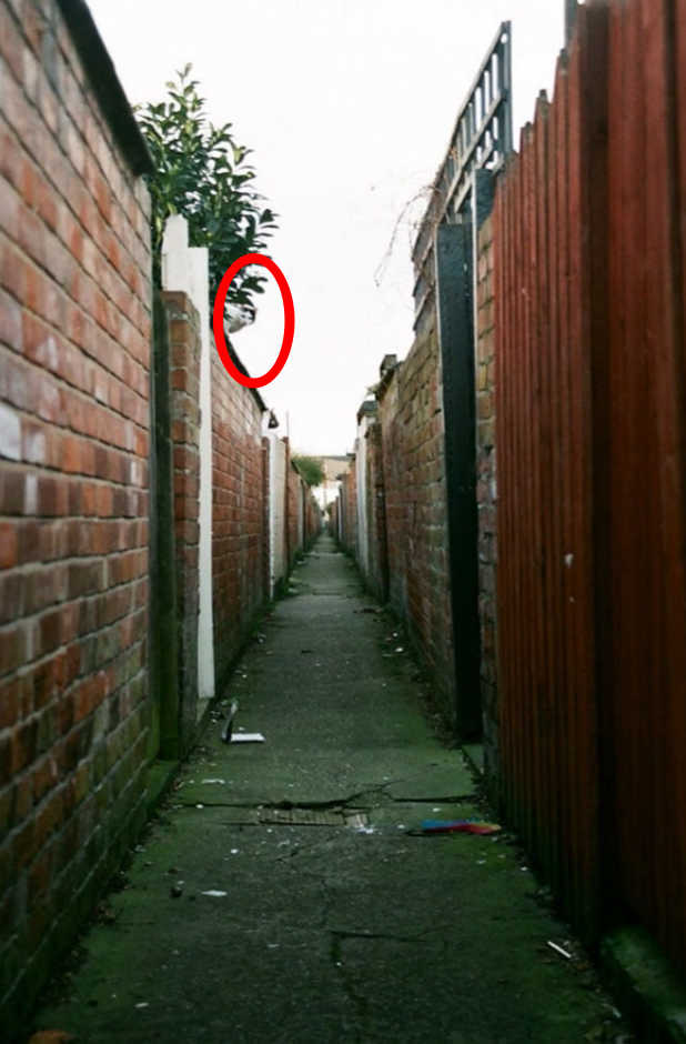You have outstanding observation skills if you can find a cat in 4 seconds!