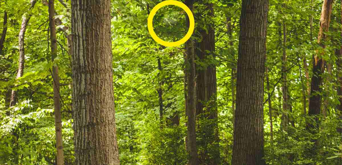 Are you good at finding things? Prove yourself by finding the snake ...