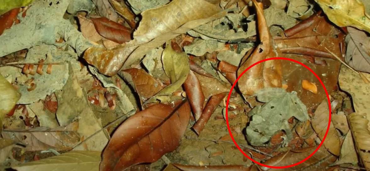 Test your vision by spotting a frog in 5 seconds!
