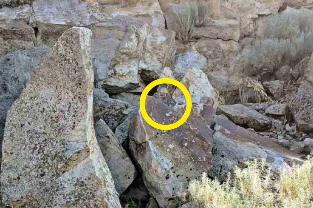We bet you can’t find the animal hidden in the rocks within 7 seconds ...