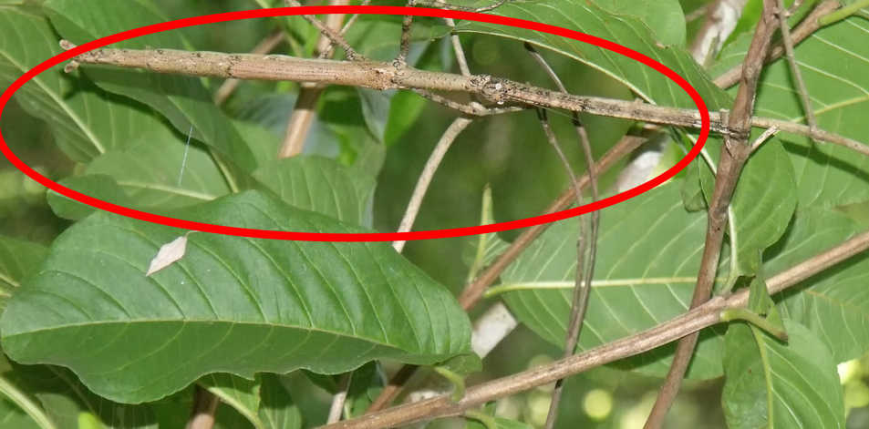 You have the eyes of a sniper if you can find an insect in 4 seconds!