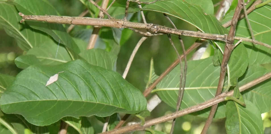 You have the eyes of a sniper if you can find an insect in 4 seconds!