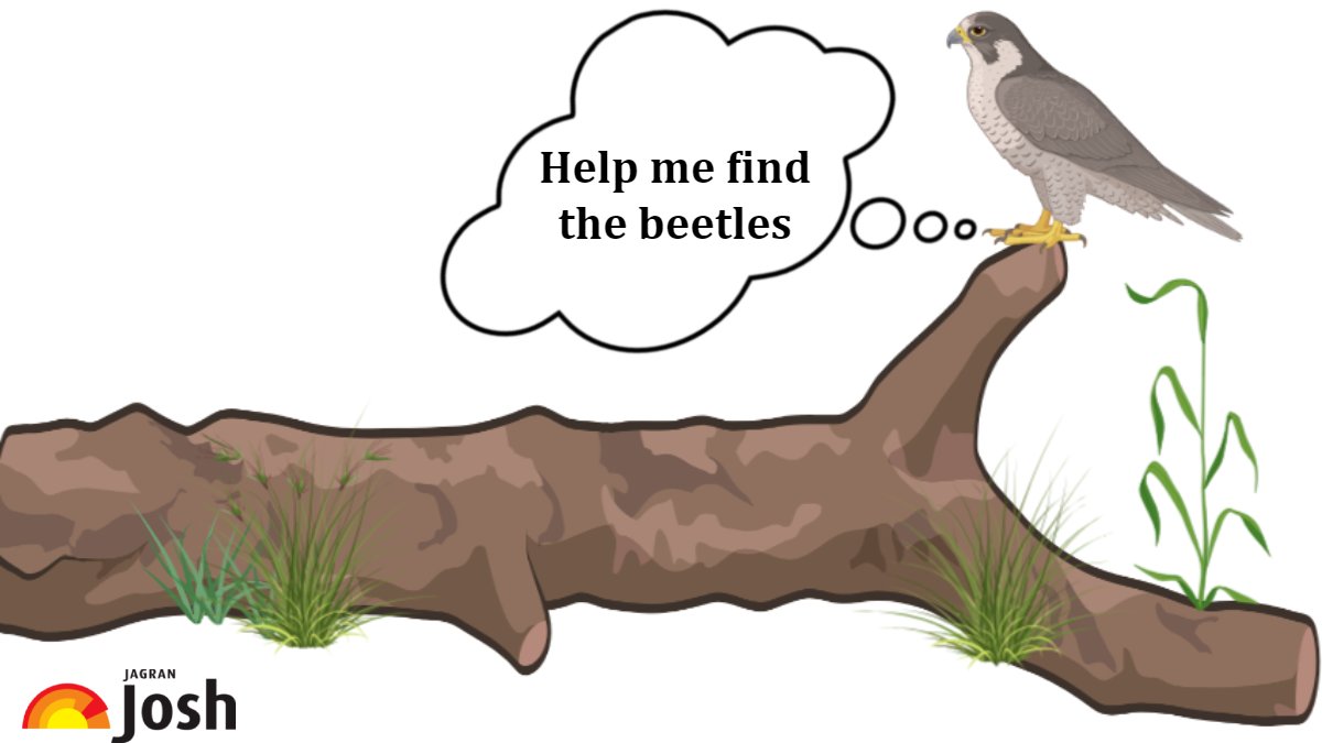 Tricky Science Puzzle We Dare You To Count The Beetles In 60 Seconds