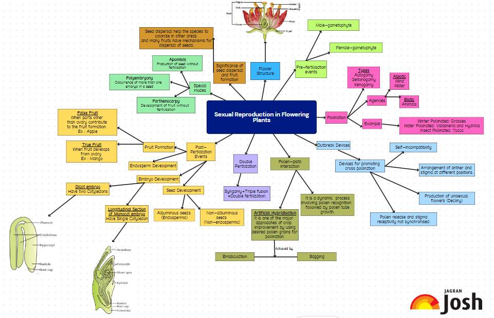 CBSE Sexual Reproduction in Flowering Plants Class 12 Mind Map for ...