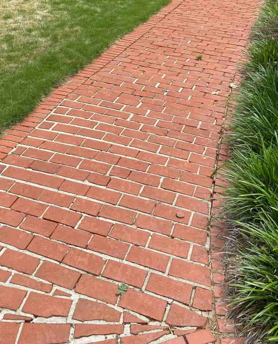 Optical Illusion to Test Your IQ: Can you find a turtle in 5 seconds?