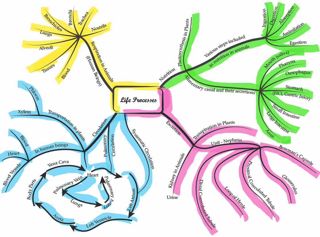 Cbse Class 10 Chapter 5 Science 2023 Mind Map Life Pr Vrogue co