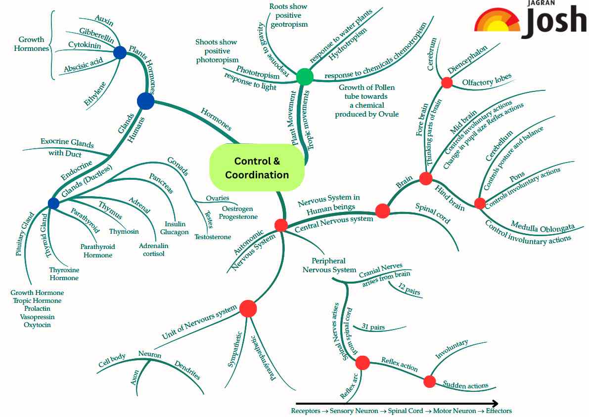 CBSE Class 10 Chapter 6 Science 2023 Mind Map: Control and Coordination ...