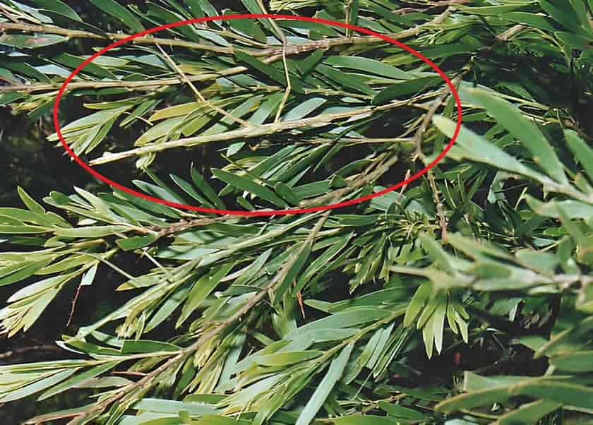 Optical Illusion: Can you spot the hidden insect in the image in 4 seconds?