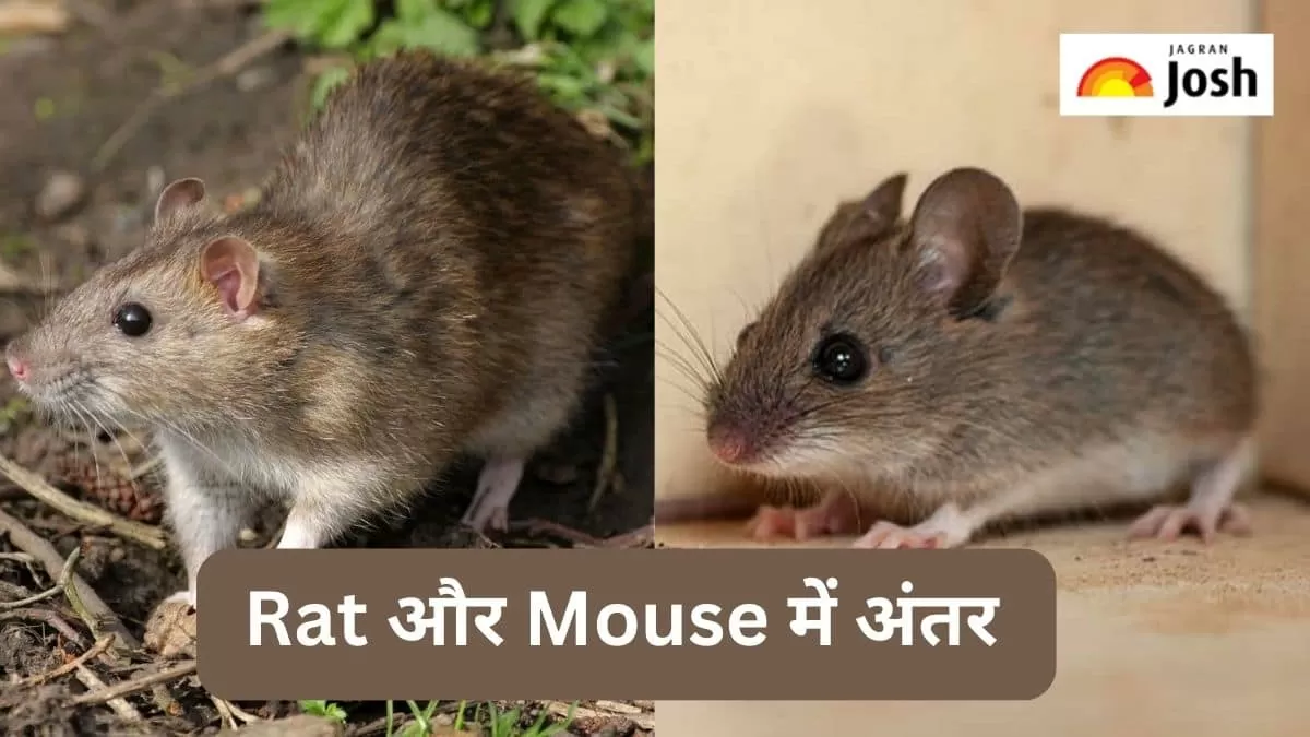 Mouse meaning in hindi store