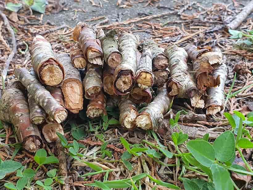 Optical Illusion Challenge: Can you spot a moth among the sticks in 5 ...