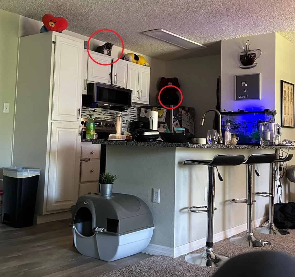 Optical Illusion: Can you spot two cats in the kitchen in 10 seconds?
