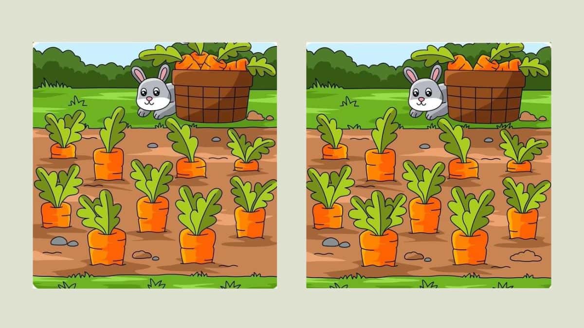 Spot The Difference: Can you spot 5 differences between the two ...