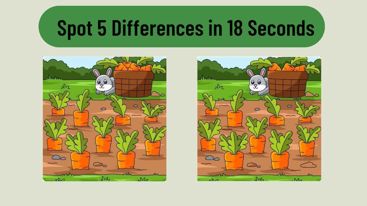 Spot The Difference Can You Spot 5 Differences Between The Two