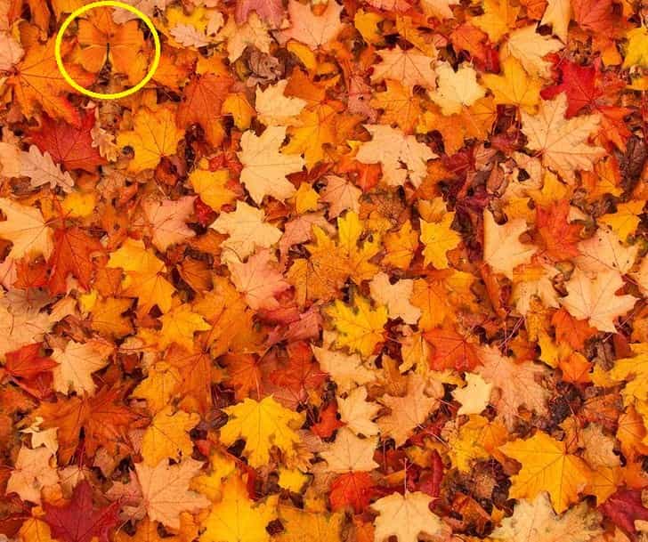 Seek and Find Puzzle: Can you find a butterfly among the maple leaves ...