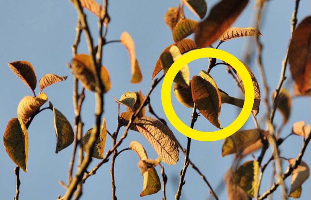 Optical Illusion: Can you spot the hidden bird in the trees in 10 seconds?