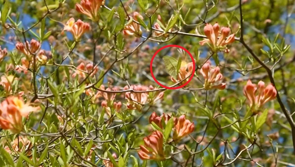 Hidden Insect Optical Illusion: Can you find the butterfly in the ...