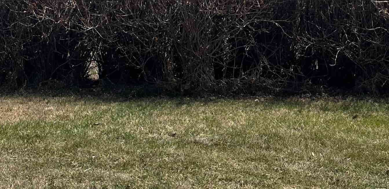 Hidden Animal Optical Illusion: Can you find a cat in the bush in 11 ...