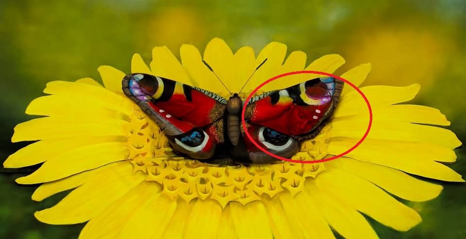 Optical Illusion: Only a genius can spot the hidden woman in the flower ...