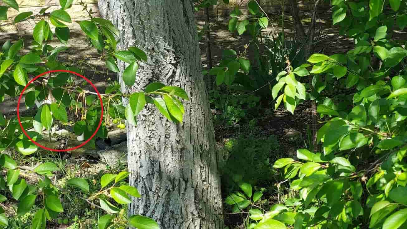 Optical Illusion: Can you spot the hidden cat in the backyard in 9 seconds?