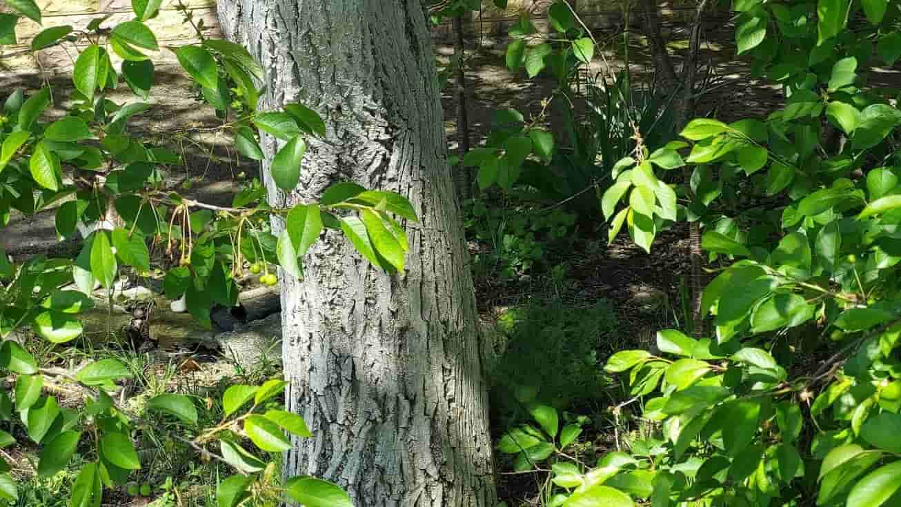 Optical Illusion: Can you spot the hidden cat in the backyard in 9 seconds?