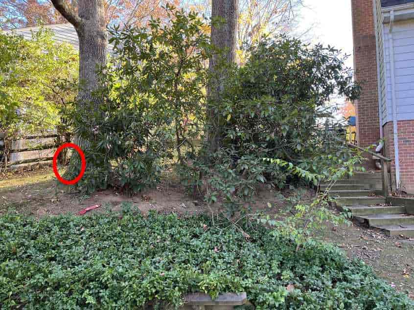 Test your eye power by finding a dog in the backyard in 10 seconds!