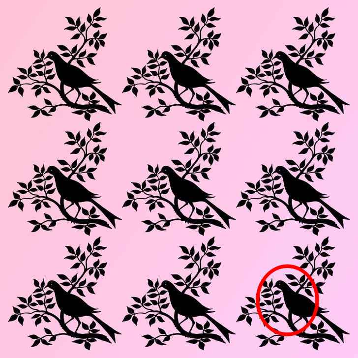 You have the sharpest eyes if you can spot the different bird in 5 seconds!