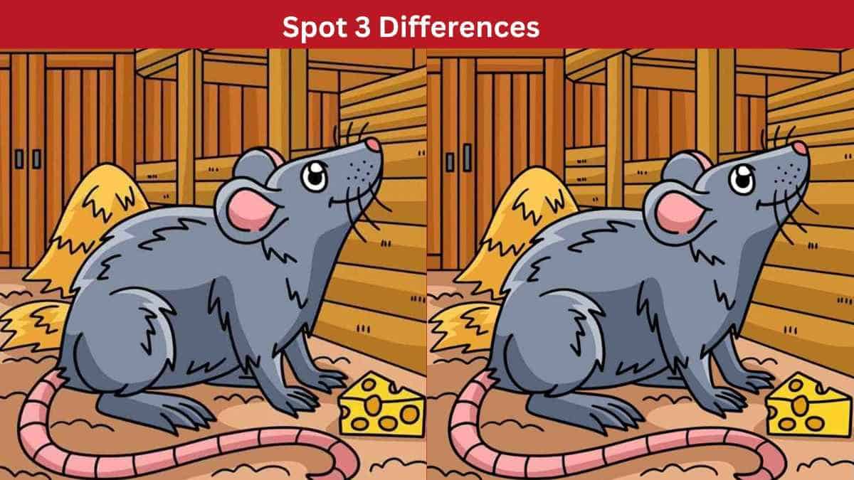 Spot 3 differences between the rat and cheese pictures in 12 seconds! Spot 3 differences between the rat and cheese pictures in 12 seconds!