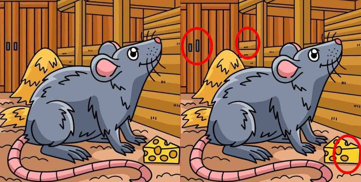 Spot 3 differences between the rat and cheese pictures in 12 seconds!