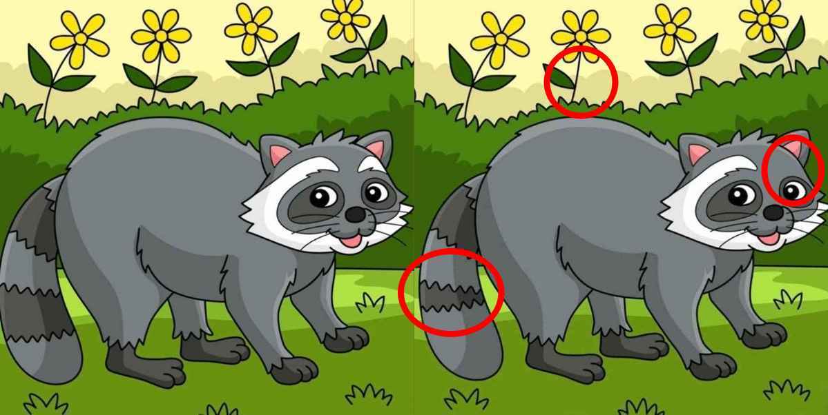 Spot 3 differences between the raccoon pictures in 14 seconds!
