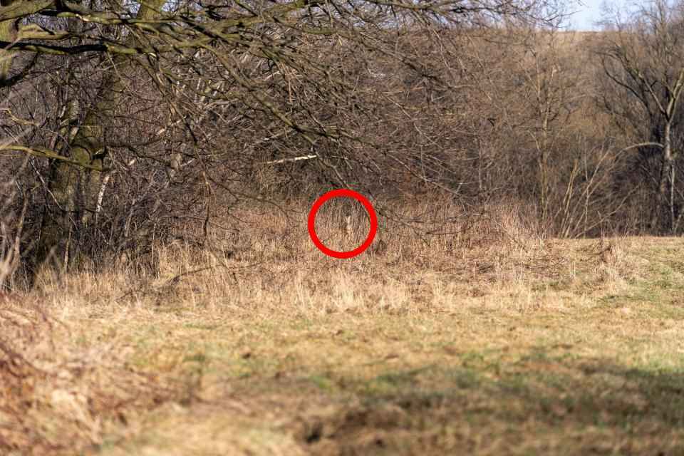 You have telescopic eyes if you can spot the deer in the forest in 7 ...