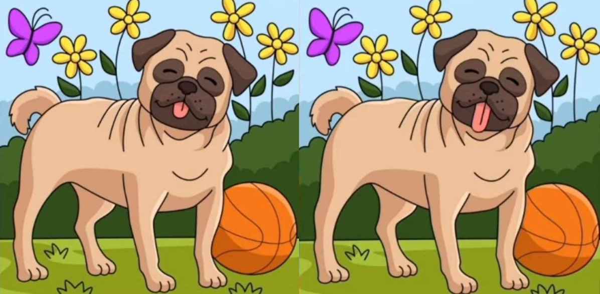 Spot 3 differences between the dog and ball pictures in 7 seconds!