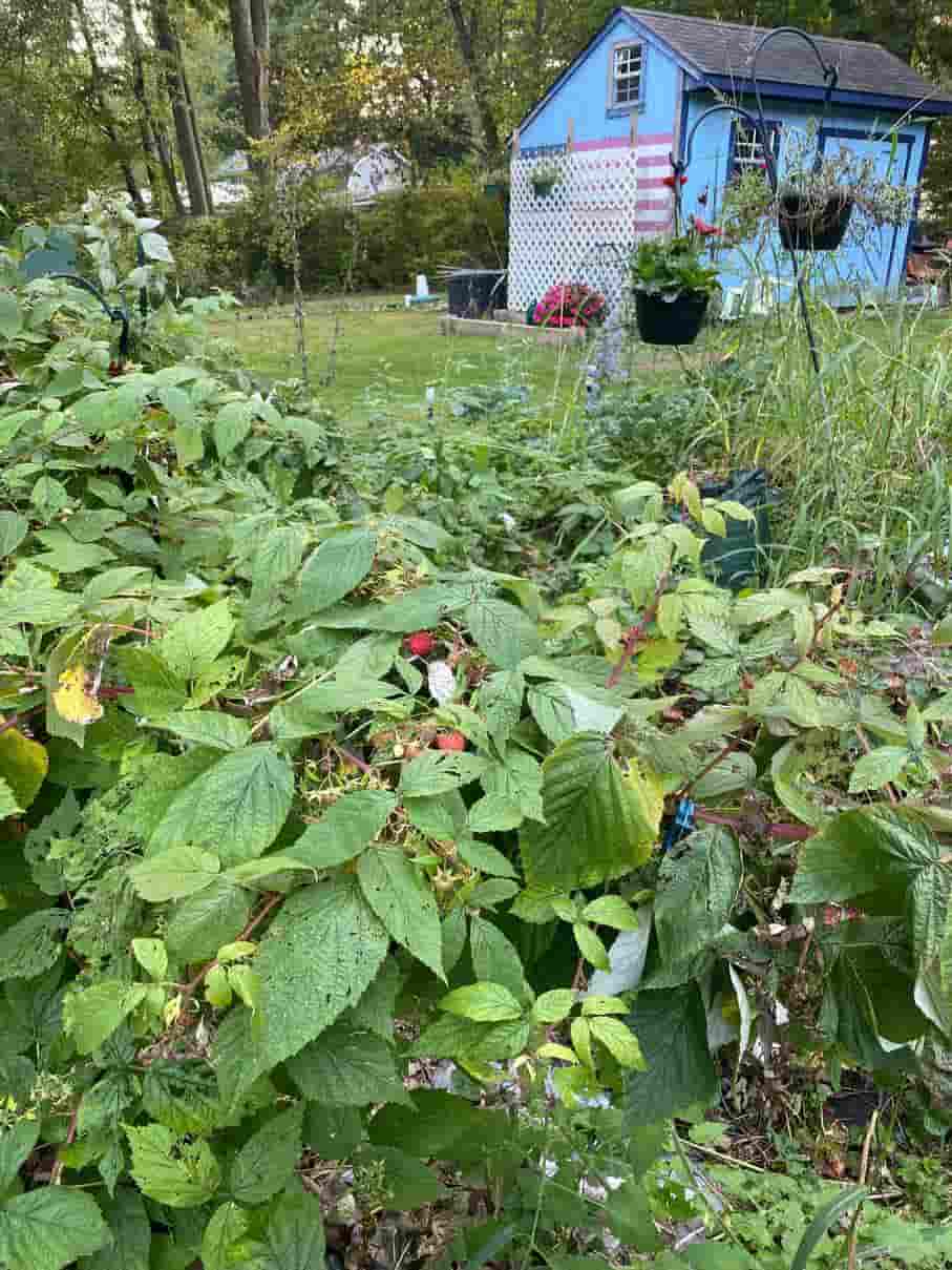 You have hawk eyes if you can spot the hidden frog in the picture in 9 ...