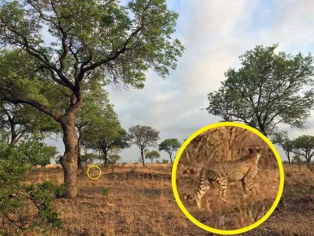 Only people with exceptional vision can spot the cheetah hidden in the ...