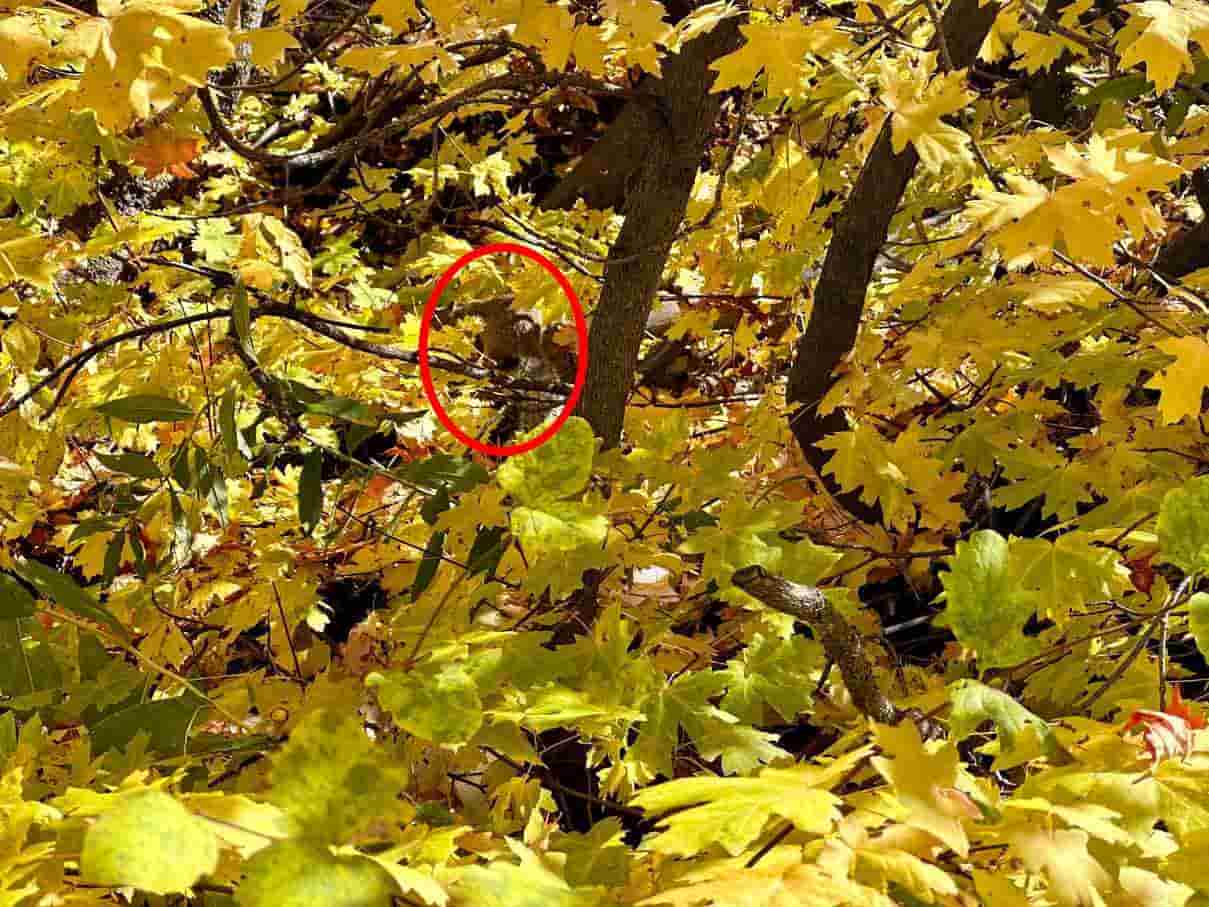 You have sharp eyes if you can spot the squirrel in the tree in 5 seconds!