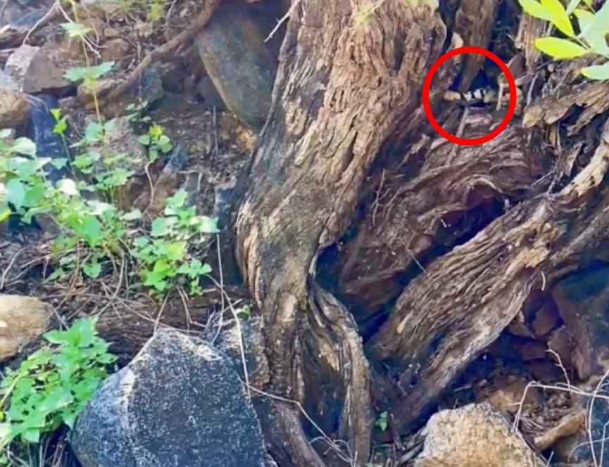 People with high attention to detail can spot the snake in the tree in ...