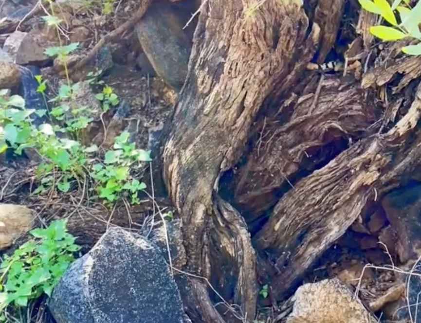 People with high attention to detail can spot the snake in the tree in ...