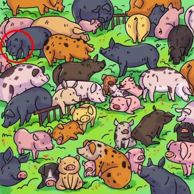 You are in the top 5% if you can spot the hippo at the pig farm in 6 ...