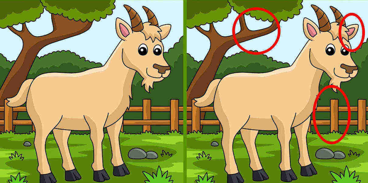 Spot 3 differences between the goat pictures in 13 seconds!