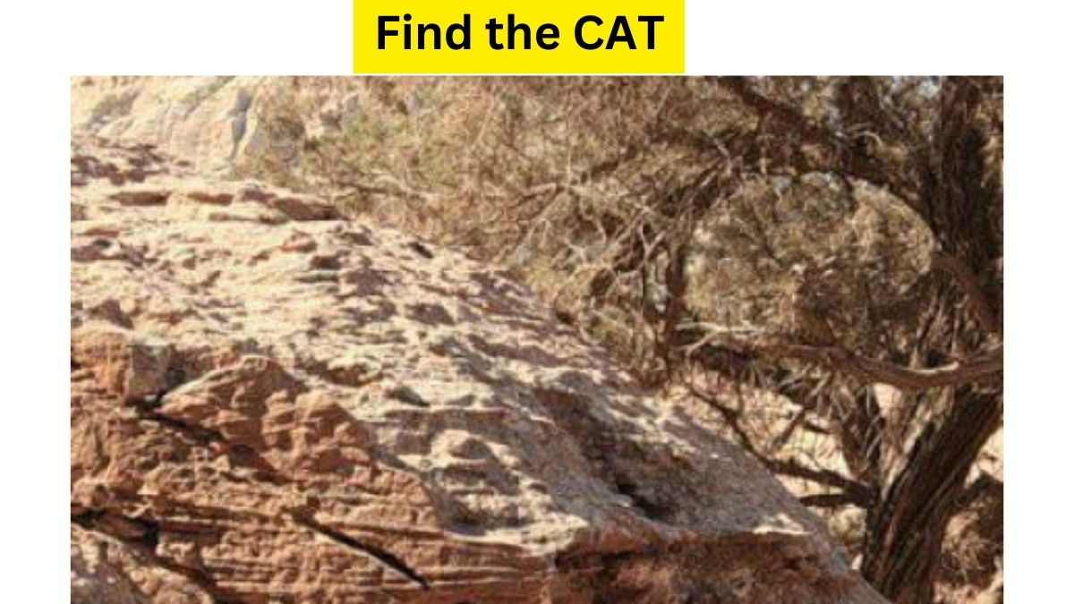 Ace the race of 4k Vision Test by finding the CAT in this IMPOSSIBLE ...