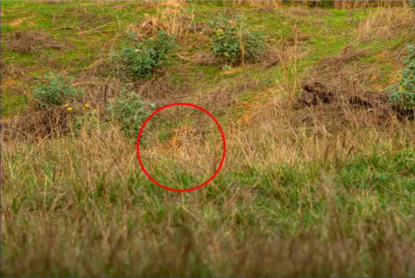 Try to spot the leopard hidden in the grass within 6 seconds. Will you ...