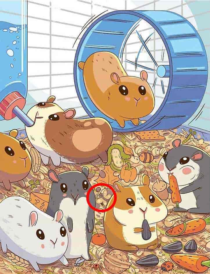 Seek and Find Puzzle: Find the hidden butterfly among guinea pigs in 8 ...