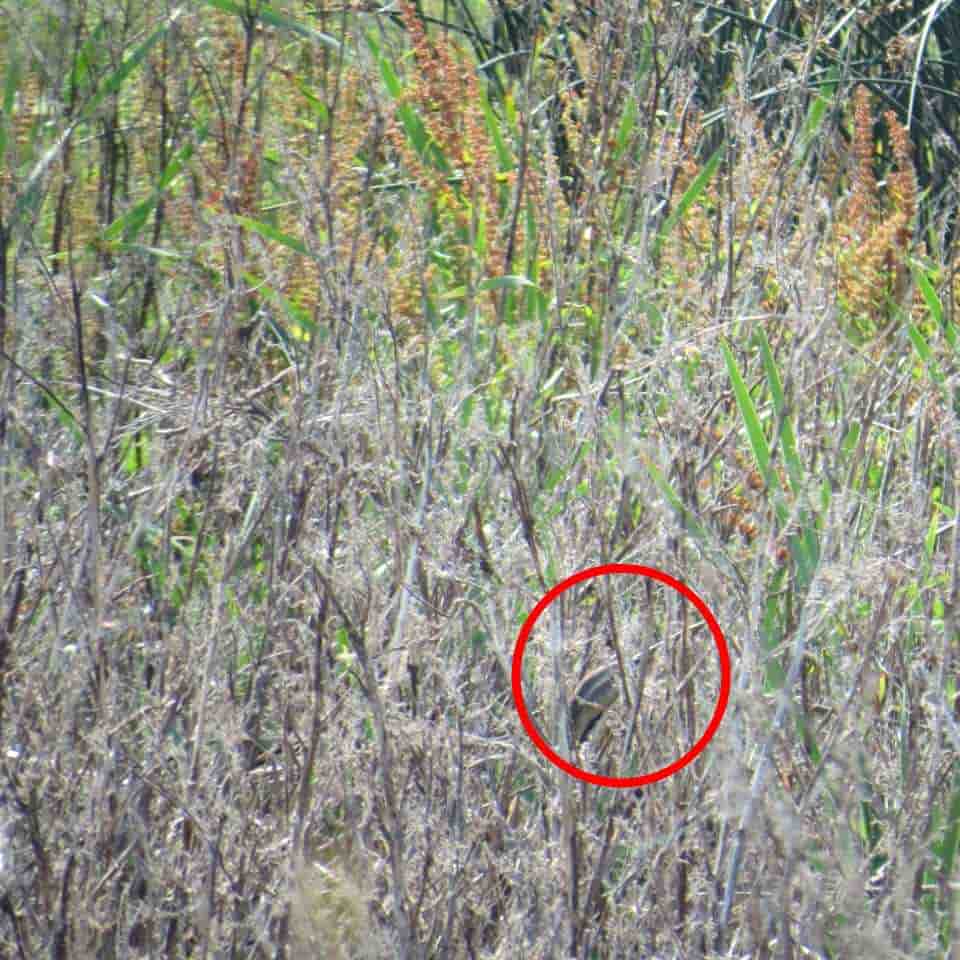 Optical Illusion Vision Test: Can you find a hidden bird in the grass ...